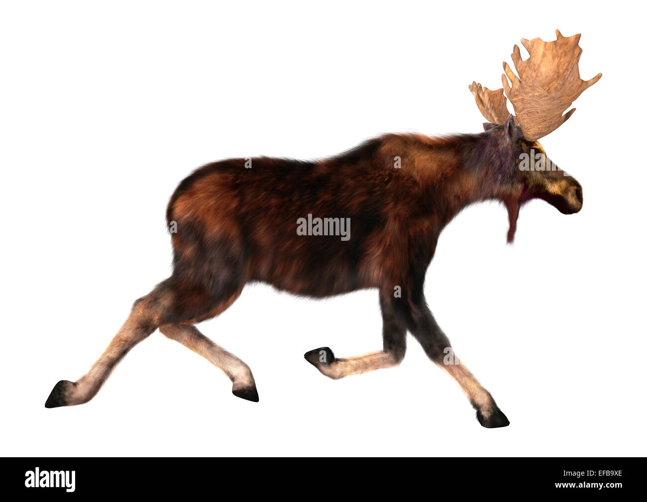 Running moose hi-res stock photography and images - Alamy