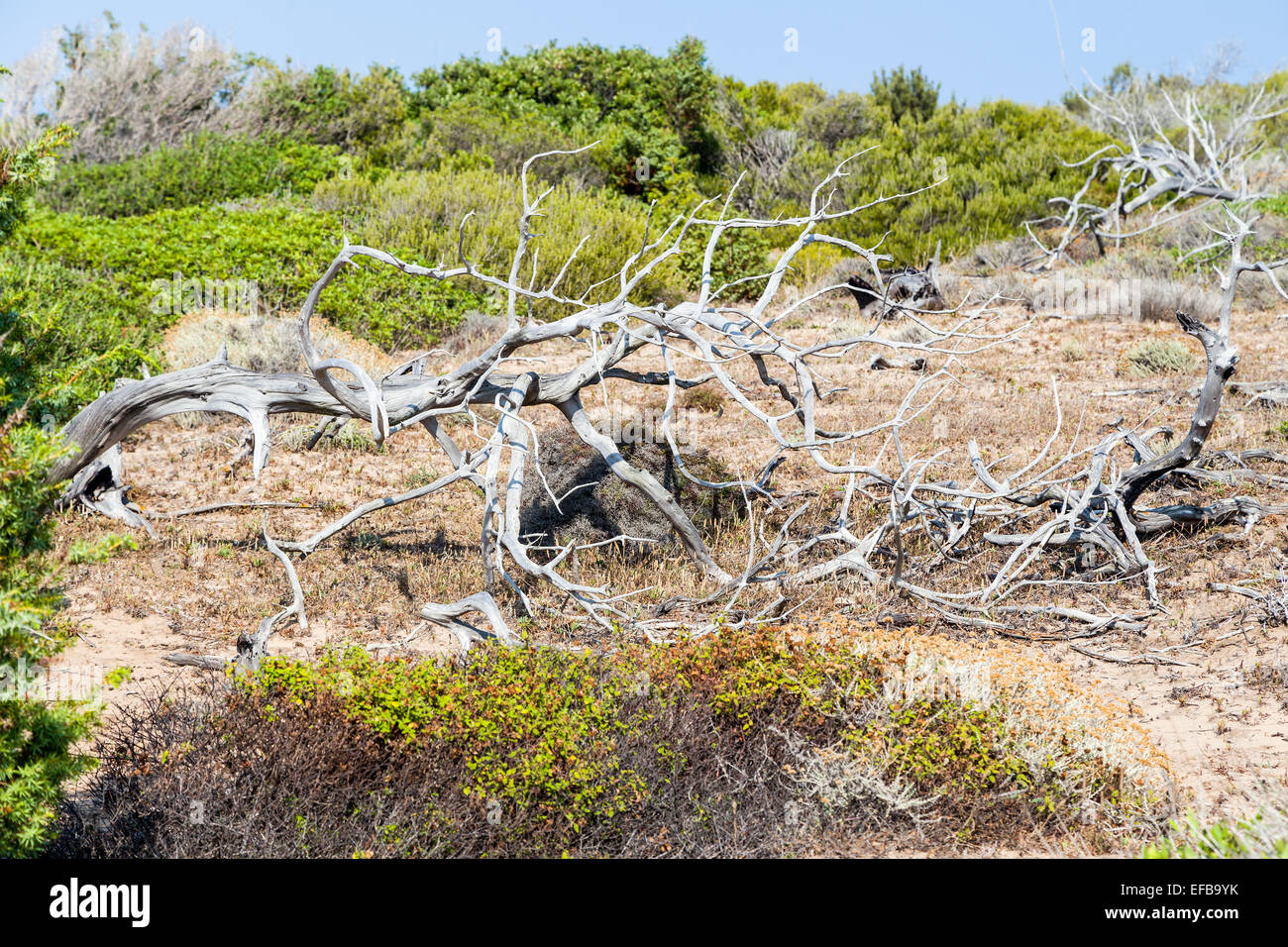 Landscape dry trees bush hi-res stock photography and images - Alamy