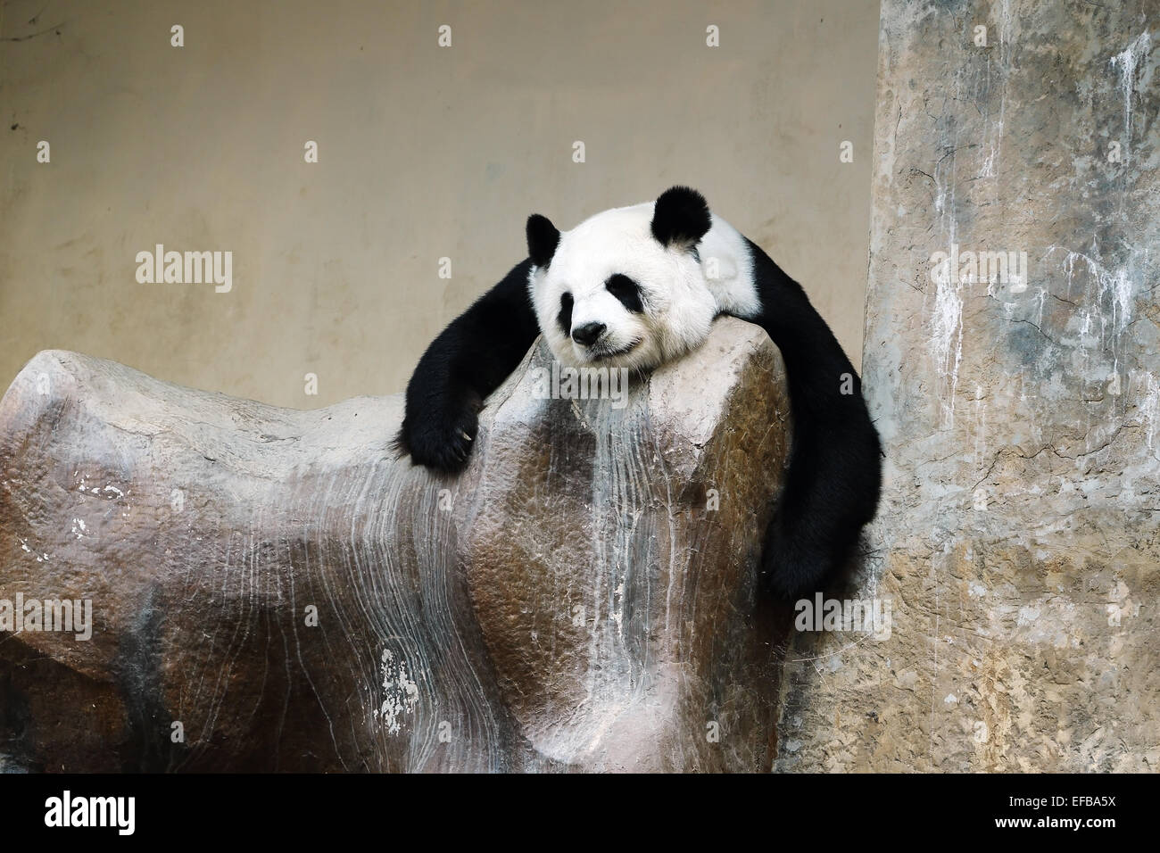 panda bear resting in the zoo Stock Photo - Alamy