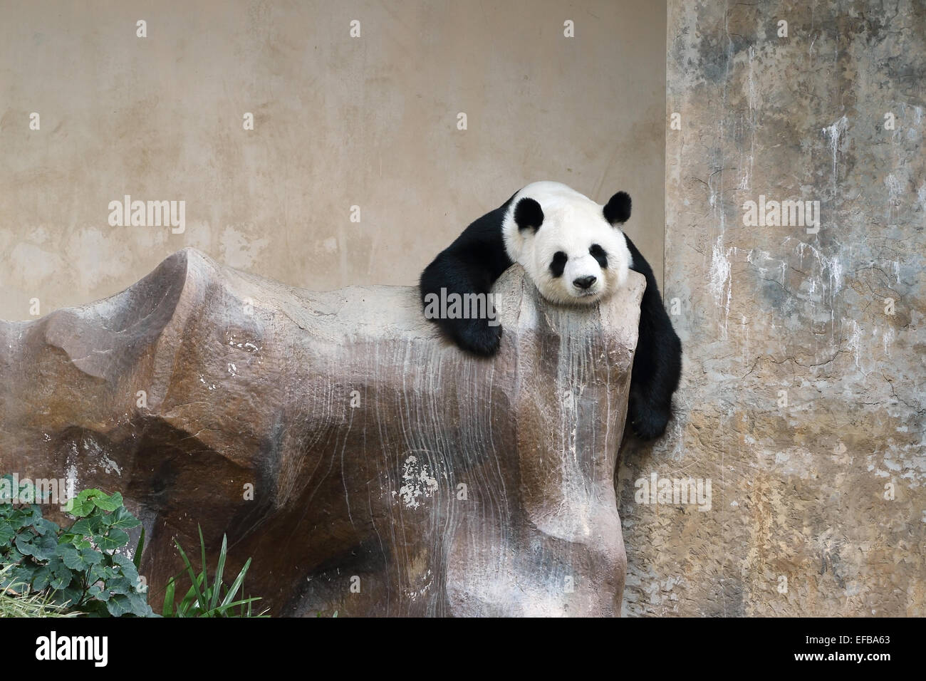 panda bear resting in the zoo Stock Photo - Alamy