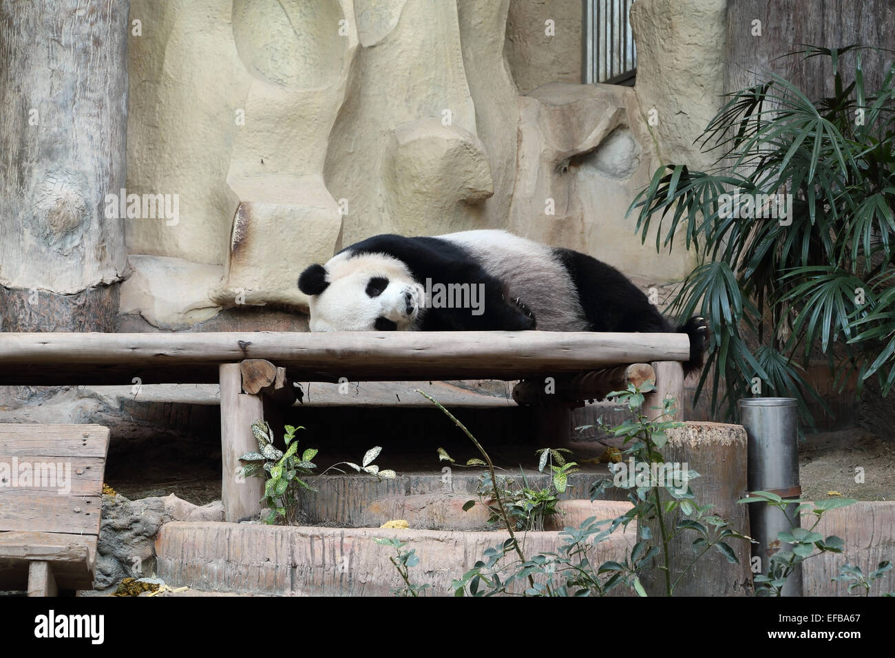 panda bear resting in the zoo Stock Photo - Alamy