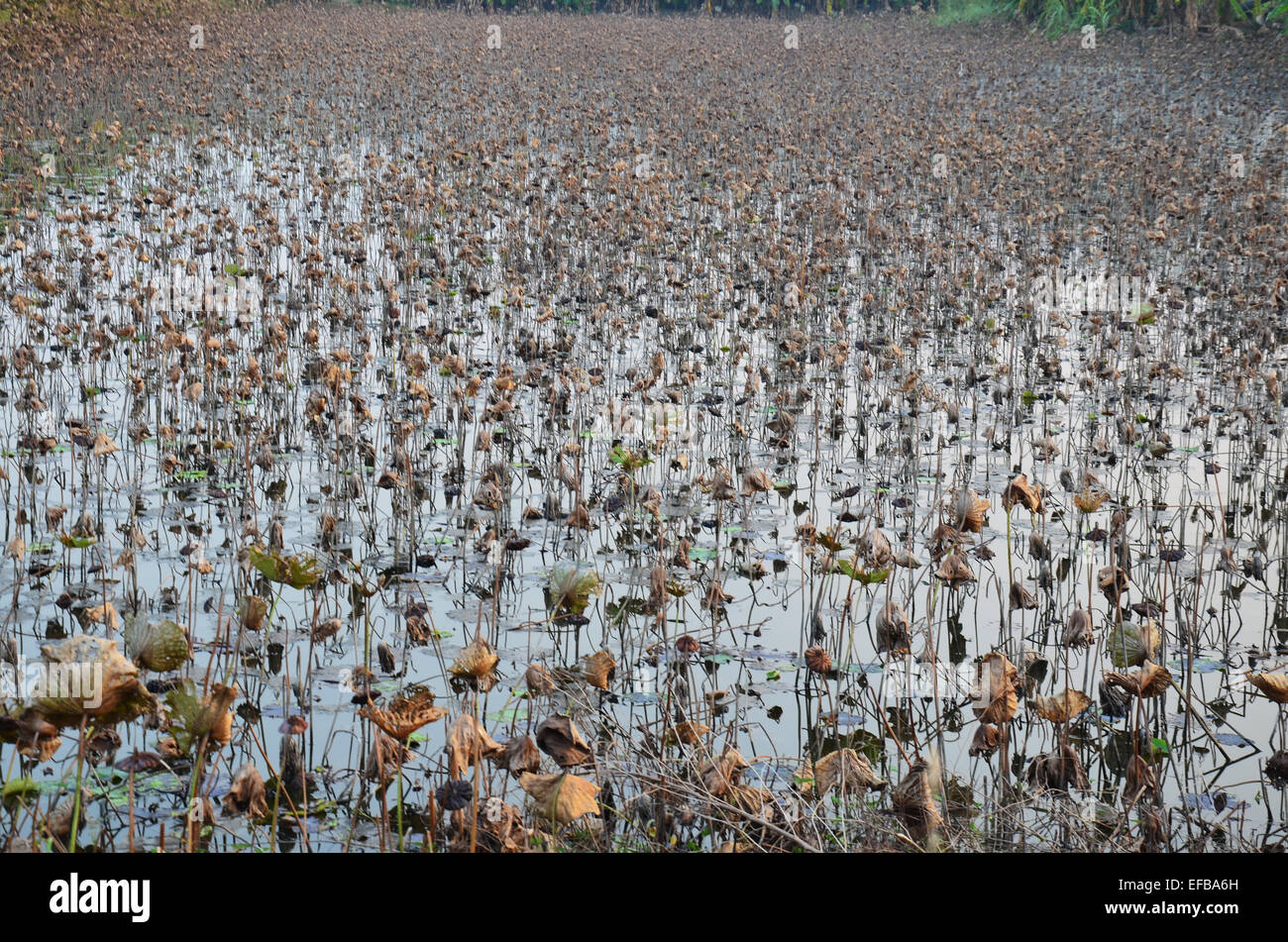Withered lotus pond hi-res stock photography and images - Alamy