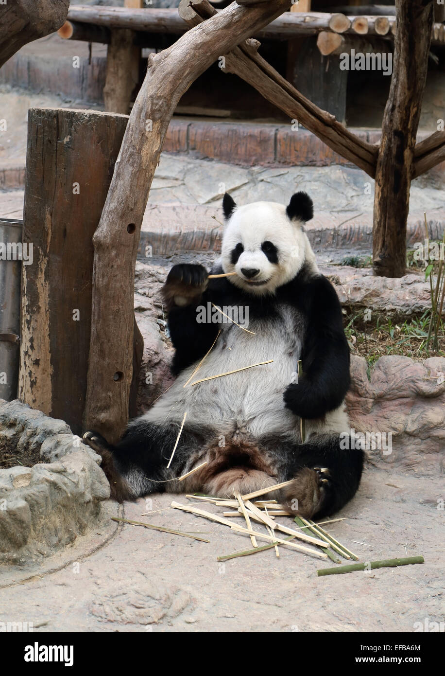 panda bear eating bamboo in the zoo Stock Photo - Alamy