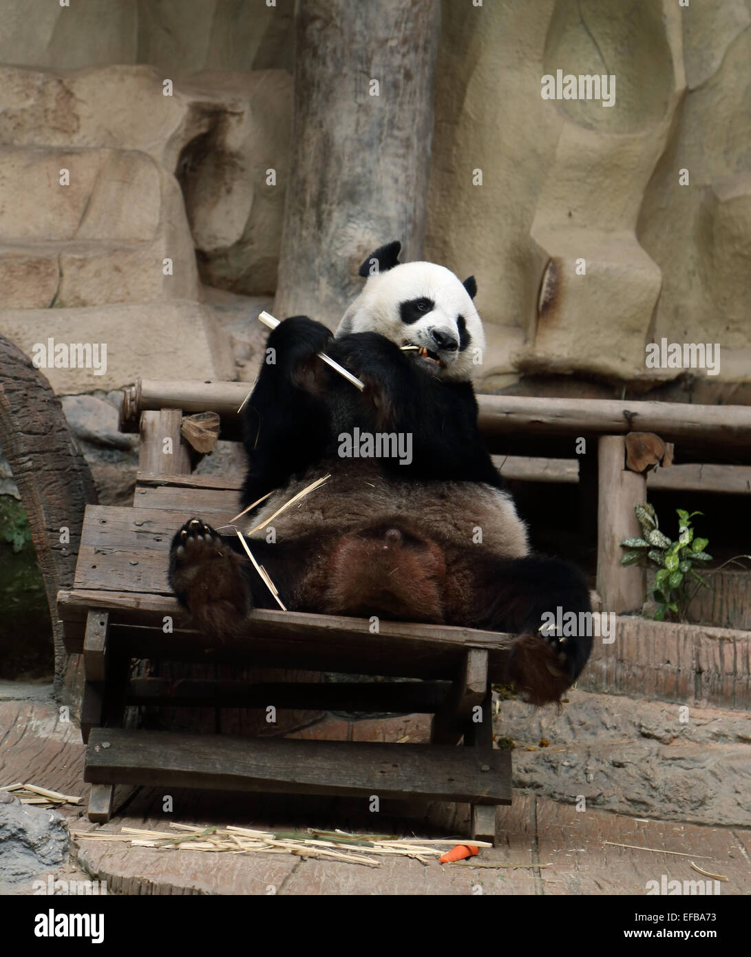 panda bear eating bamboo in the zoo Stock Photo - Alamy