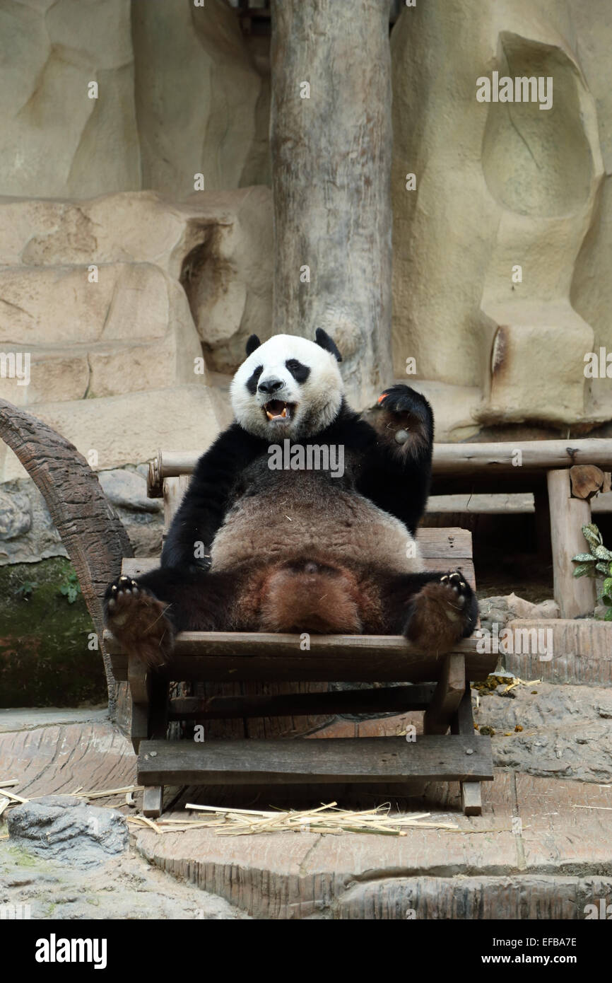 panda bear eating carrot in the zoo Stock Photo - Alamy