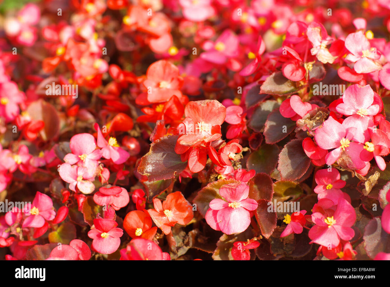 red little flowers Stock Photo - Alamy