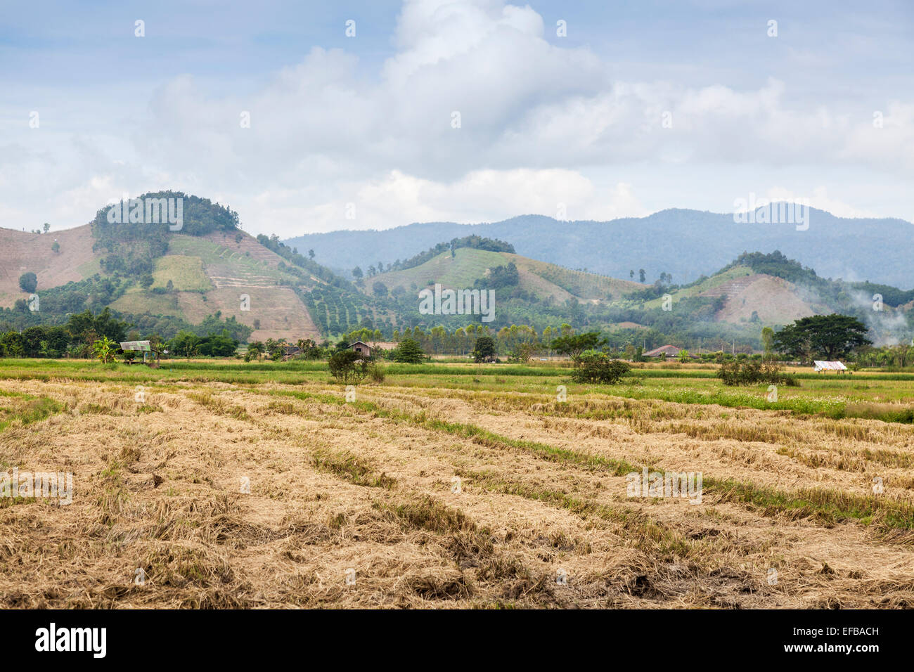 Thai landscape and countryside: harvested rice field for food ...
