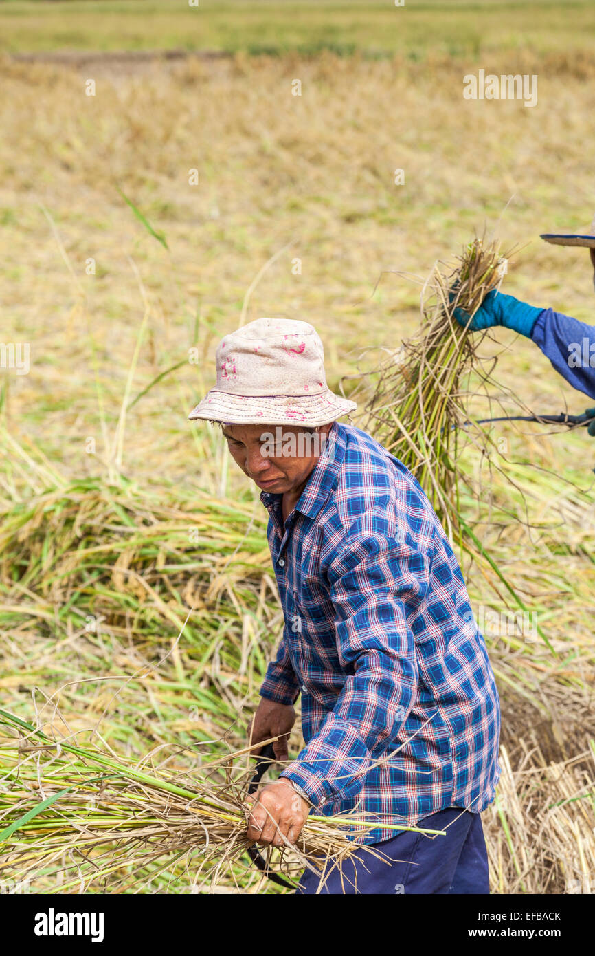 Local Thai man working as a labourer harvesting rice by traditional ...