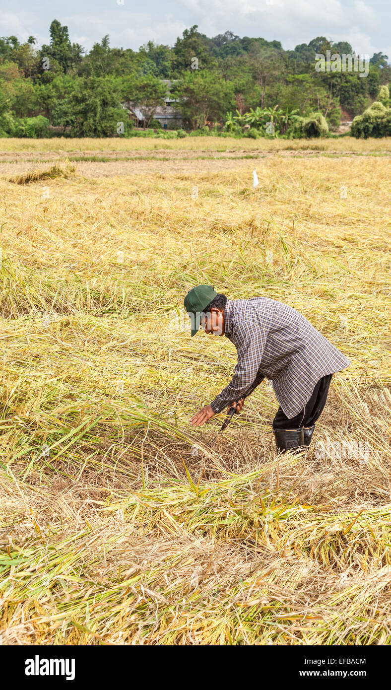 Labourers work in paddy field hi-res stock photography and images - Alamy