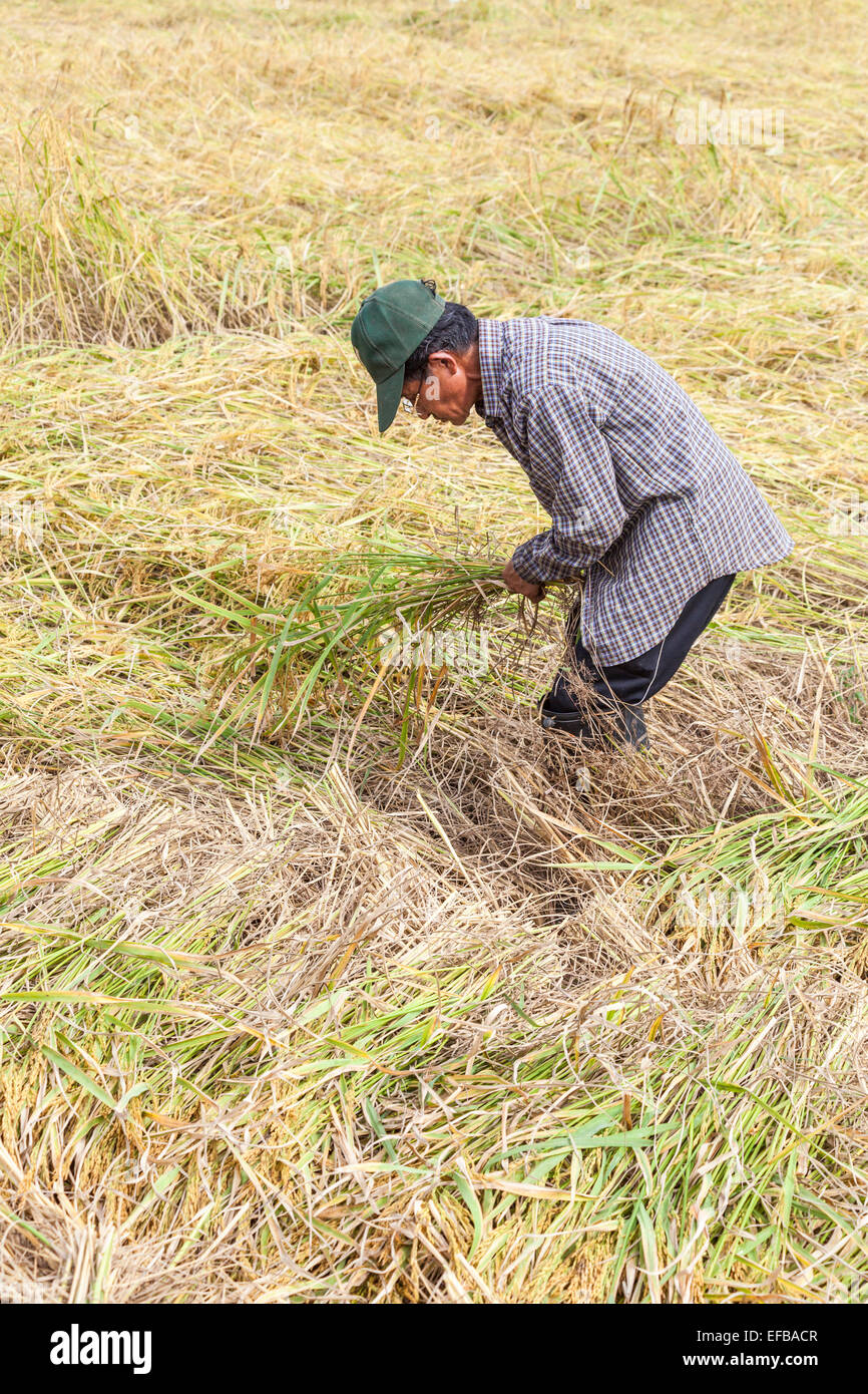 Labourers work in paddy field hi-res stock photography and images - Alamy