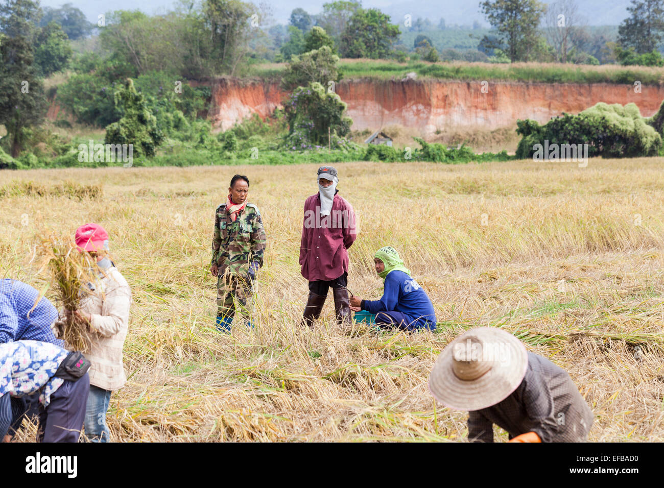 Harvesting Rice High Resolution Stock Photography and Images - Alamy