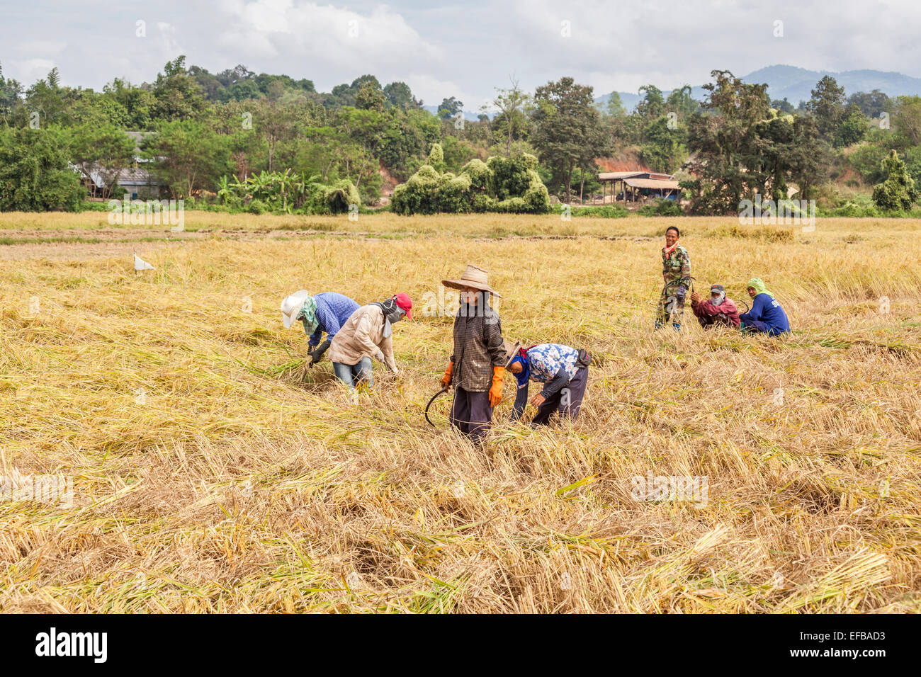 Local Thai women working harvesting rice by hand from a paddy field on ...