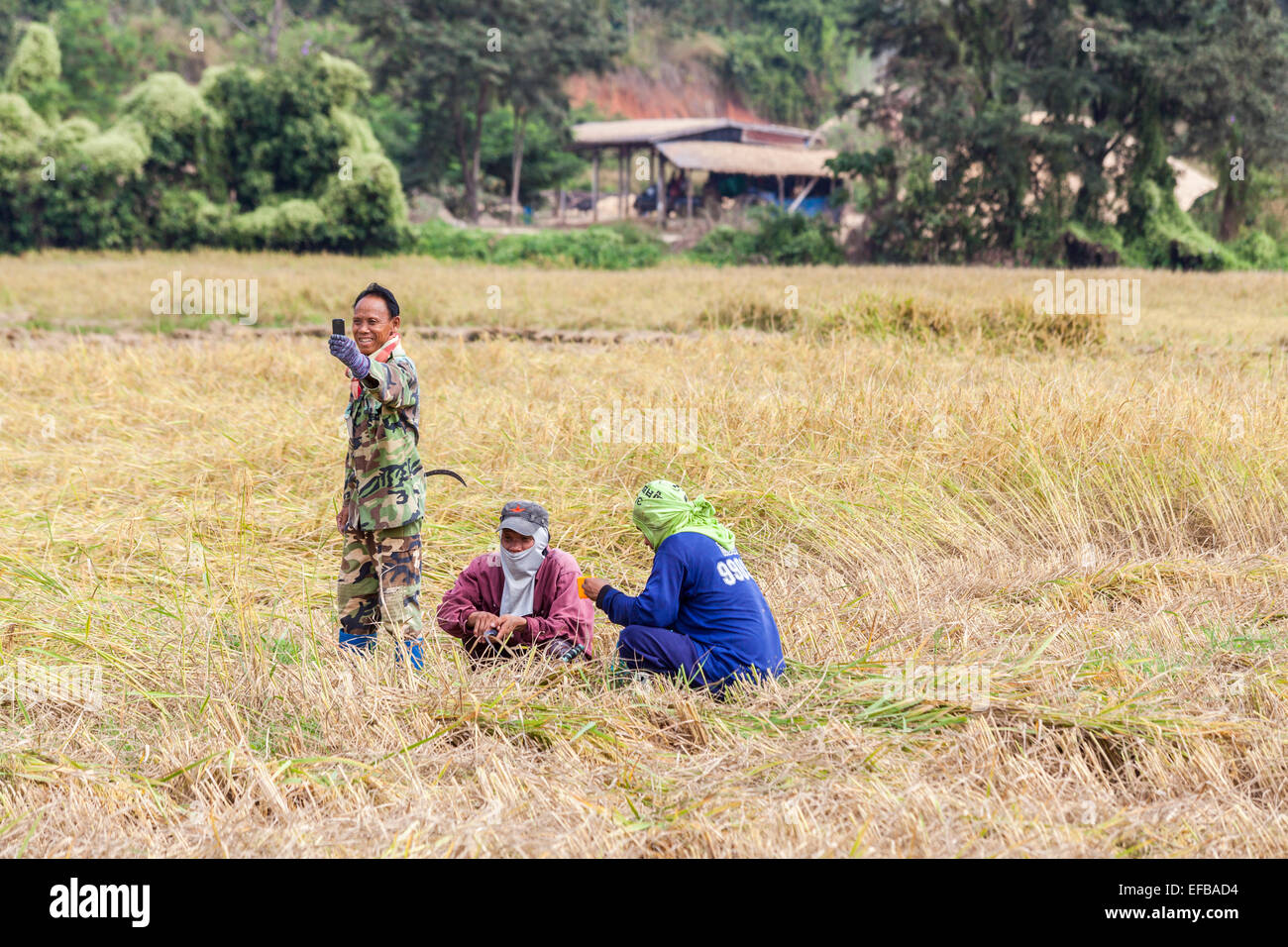 Man and woman harvesting rice hi-res stock photography and images - Alamy