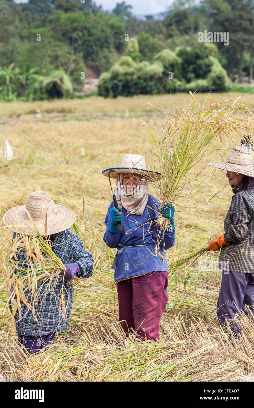 Friendly local Thai woman working harvesting rice by hand from a paddy ...