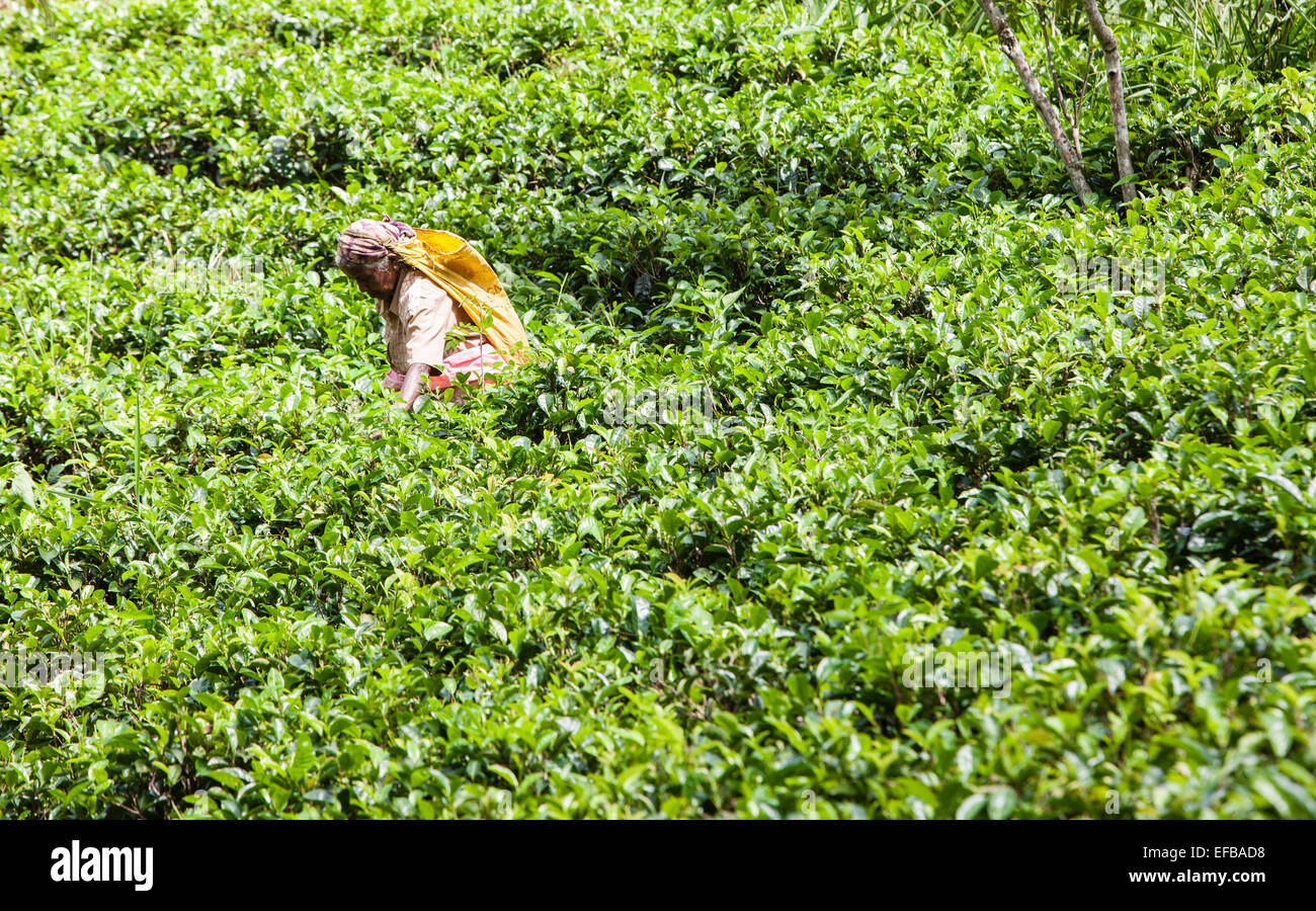 Tea pickers workers picking tea leaves at tea estate plantation at Ella ...