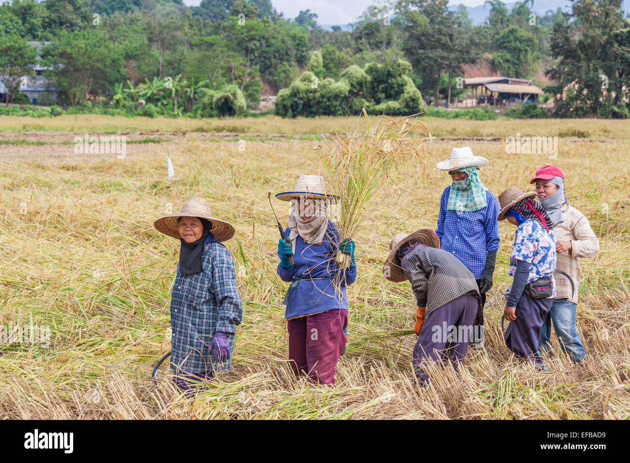 Friendly, smiling local Thai woman working harvesting rice by hand from ...