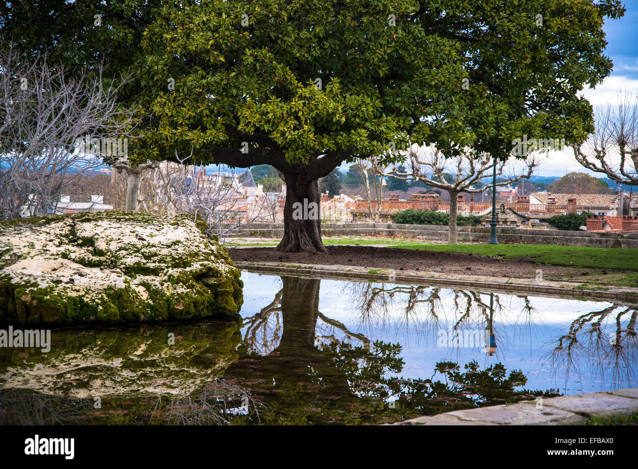 Tree and stone and water, Montpellier, France Stock Photo - Alamy