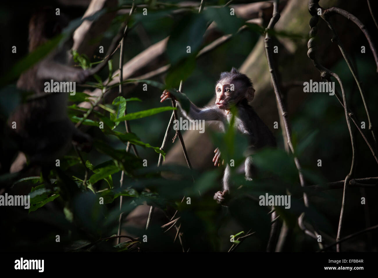 Macaque monkey climbing on tree hi-res stock photography and images - Alamy