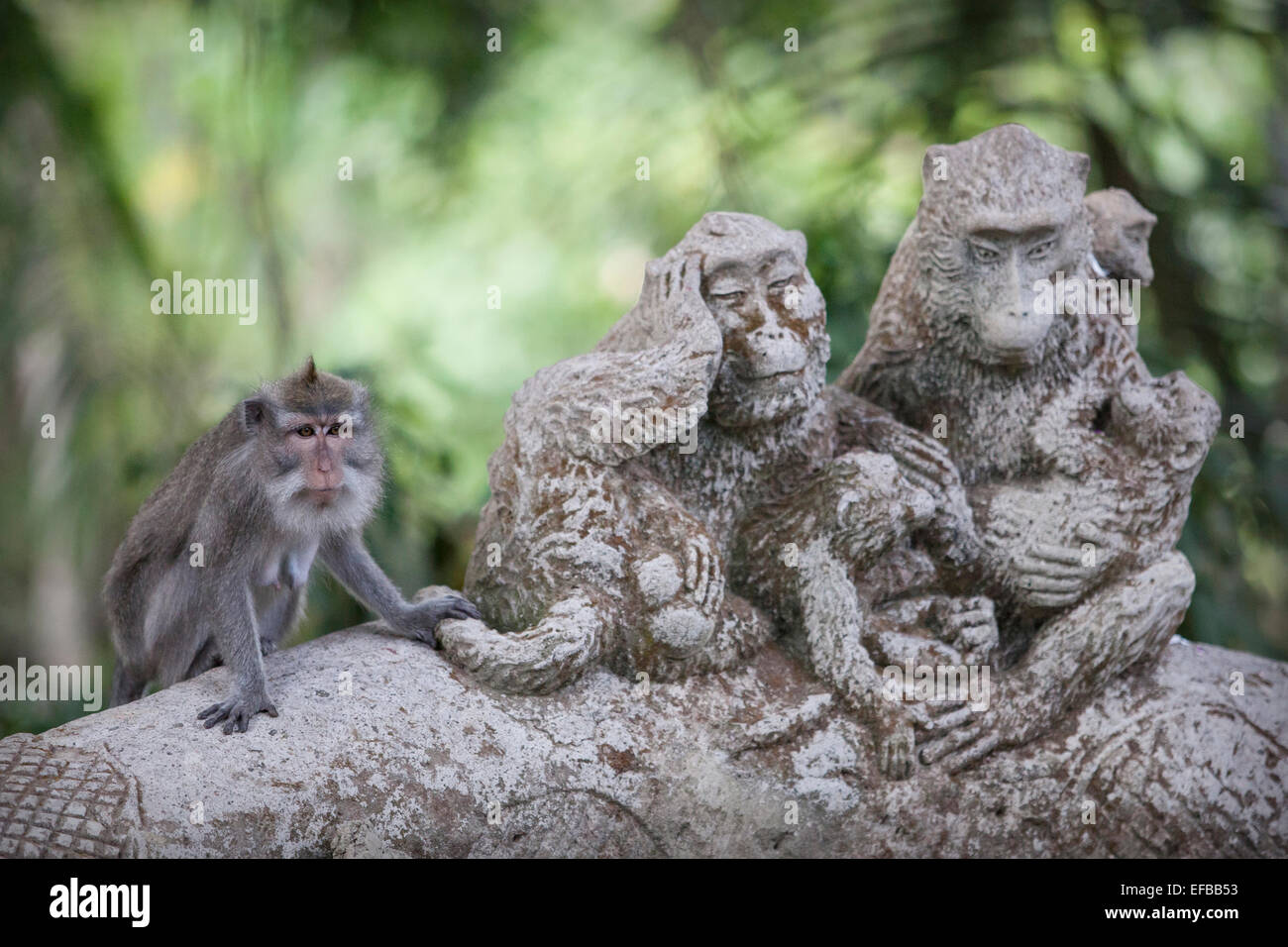 Monkey wild in bali hi-res stock photography and images - Alamy