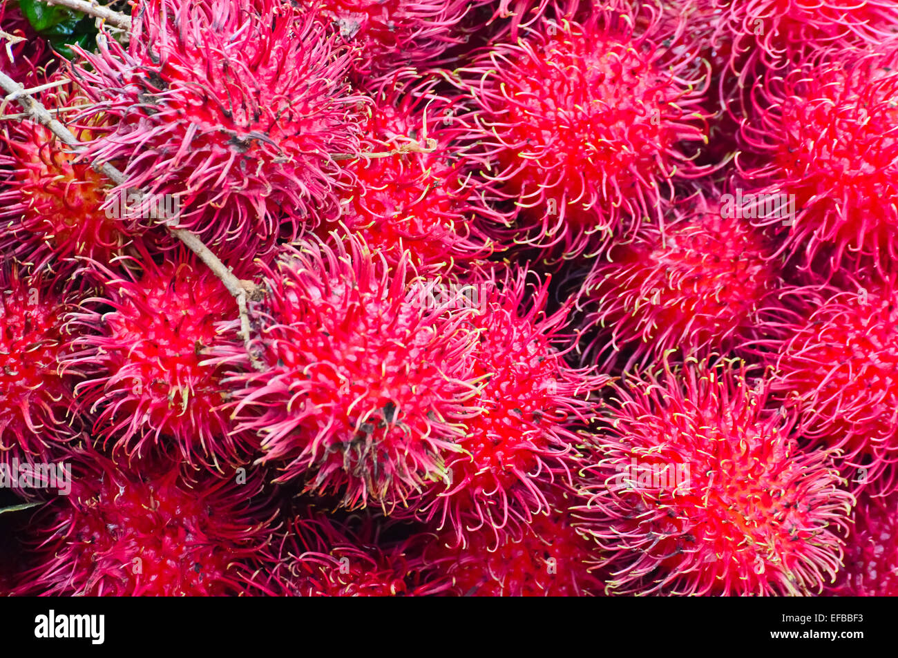 Rambutan Fruit Display For Sell On Small Street In Malwana Stock Photo ...