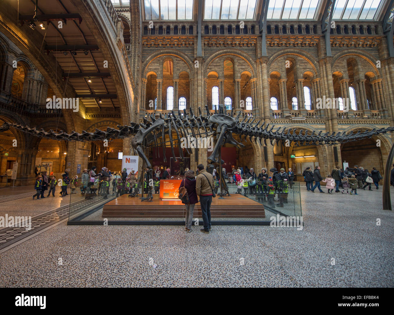 Dippy the diplodocus cast skeleton, Hintze Hall, Natural History Museum ...