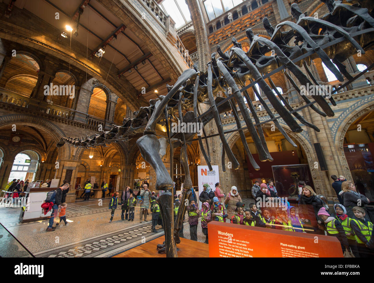Dippy the diplodocus cast skeleton, Hintze Hall, Natural History Museum ...