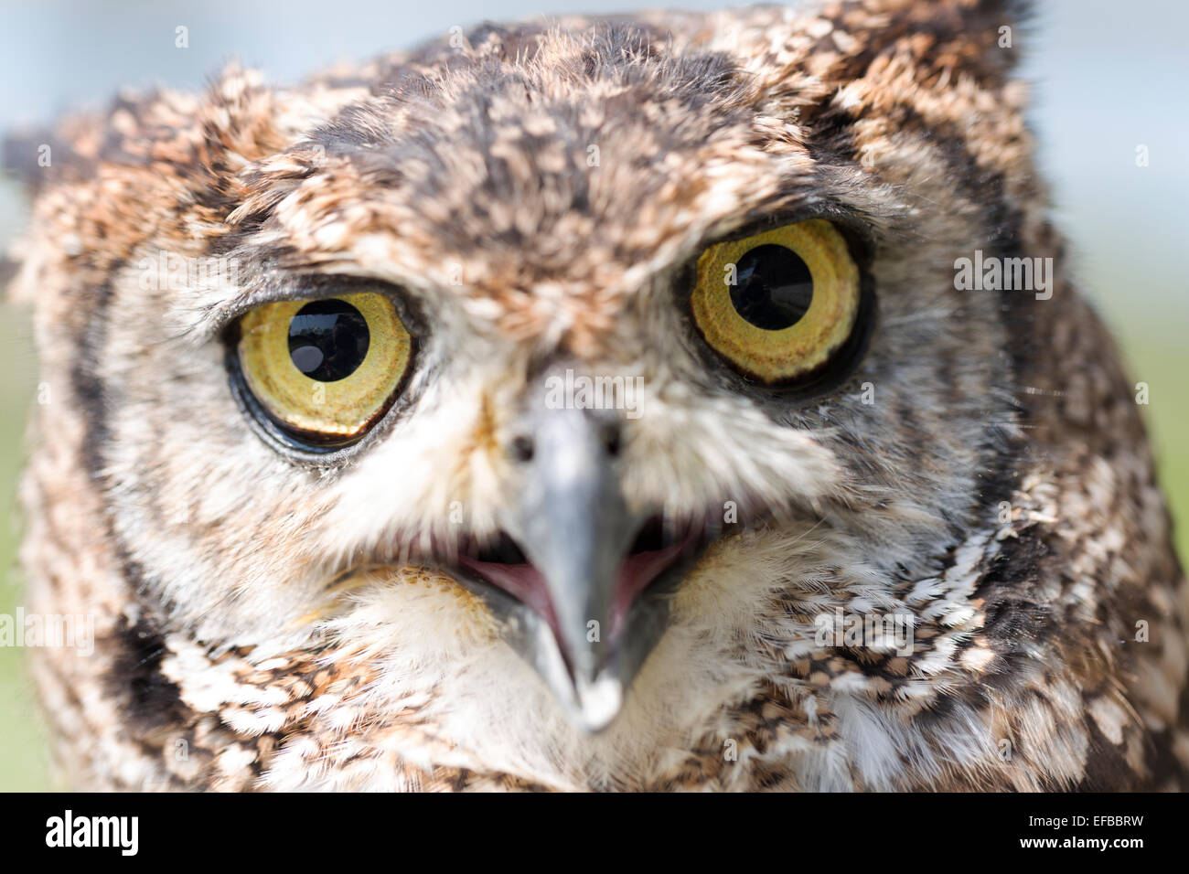 Owl with beak open hi-res stock photography and images - Alamy