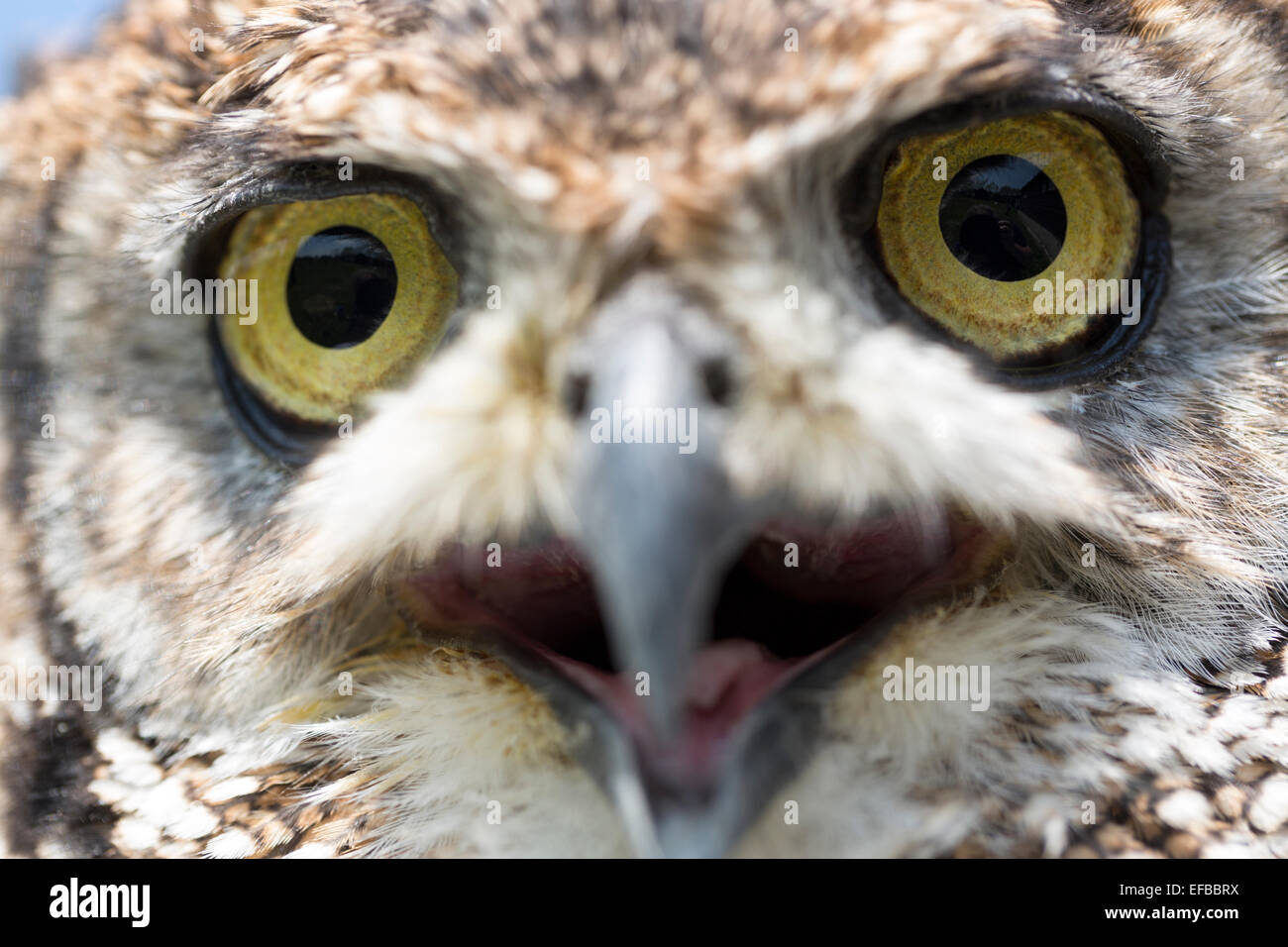 Owl with beak open hi-res stock photography and images - Alamy