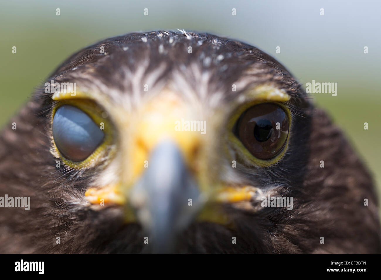 Hariss hawk wink winking hi-res stock photography and images - Alamy