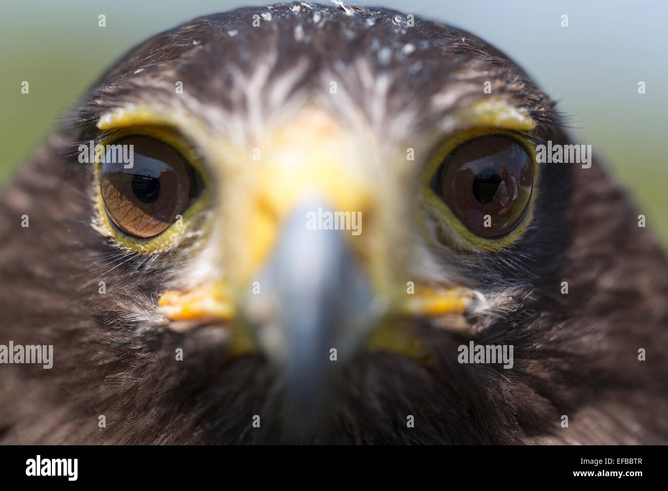 Wildlife : Haris’s Hawk (Parabuteo Unicinctus). Bird of Prey Stock ...