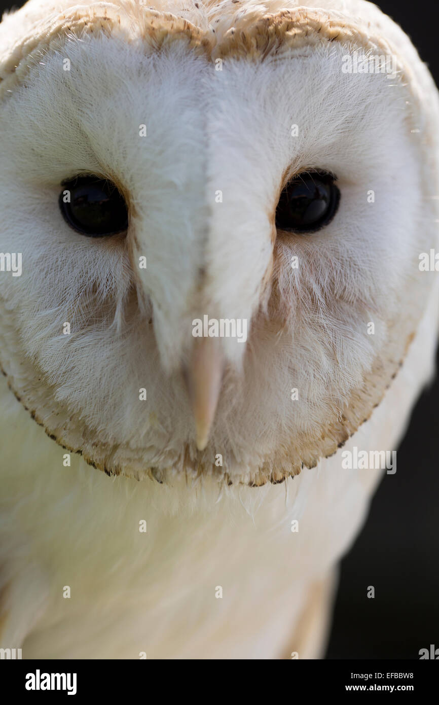 Wildlife : Barn owl. (Tyto alba Stock Photo - Alamy