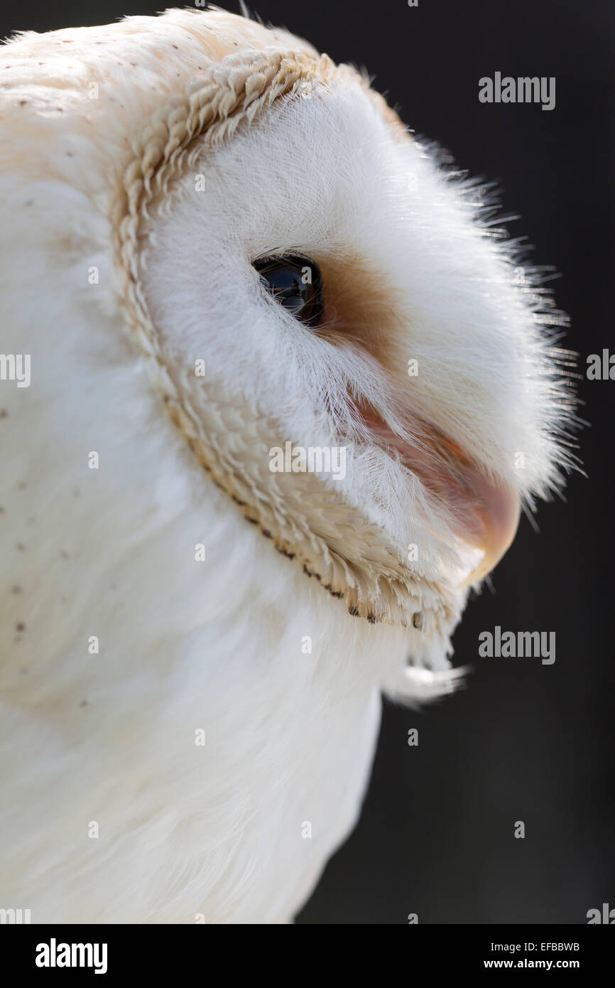 Wildlife : Barn owl. (Tyto alba Stock Photo - Alamy