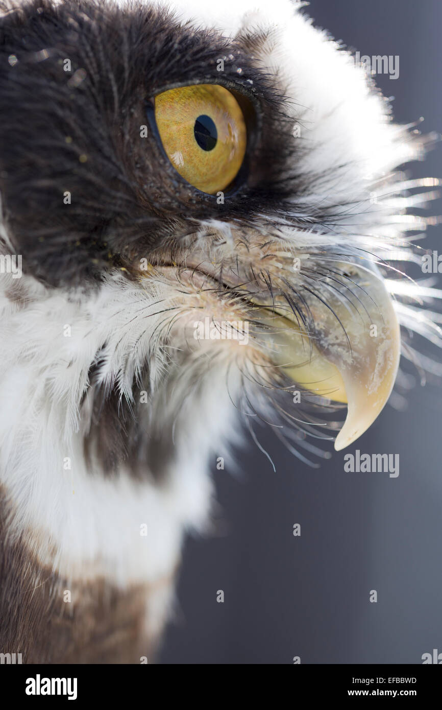 Owl with white eyebrows hi-res stock photography and images - Alamy