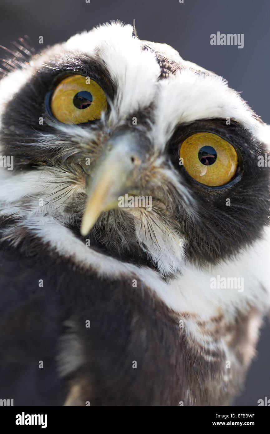 Owl with white eyebrows hi-res stock photography and images - Alamy