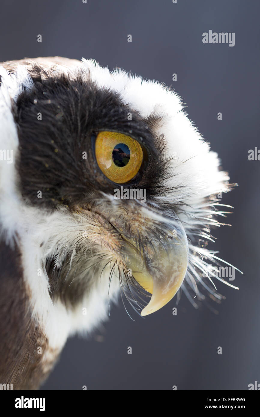 Owl eyebrows hi-res stock photography and images - Alamy