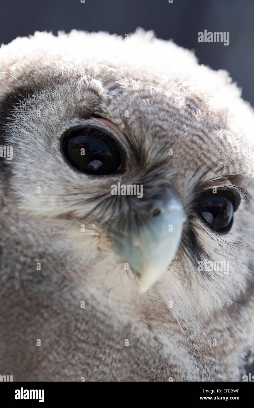 Wildlife : Verreaux's eagle-owl, also known as Giant or Milky Owl ...
