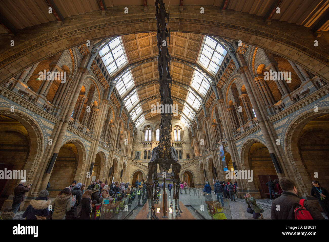 Dippy the diplodocus cast skeleton, Hintze Hall, Natural History Museum ...