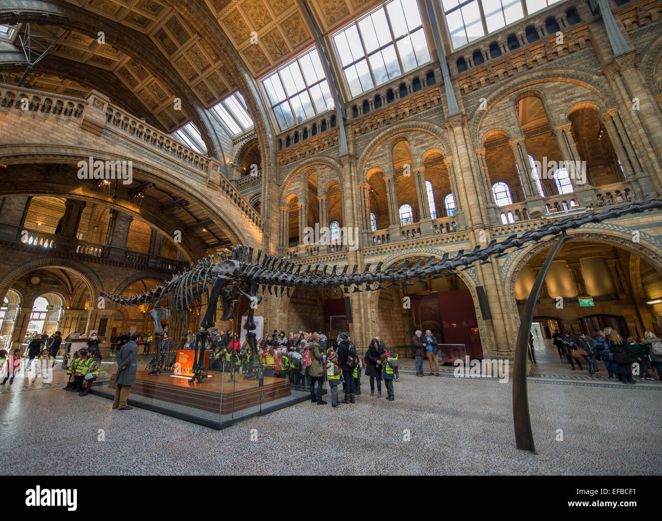 Dippy the diplodocus cast skeleton, Hintze Hall, Natural History Museum ...