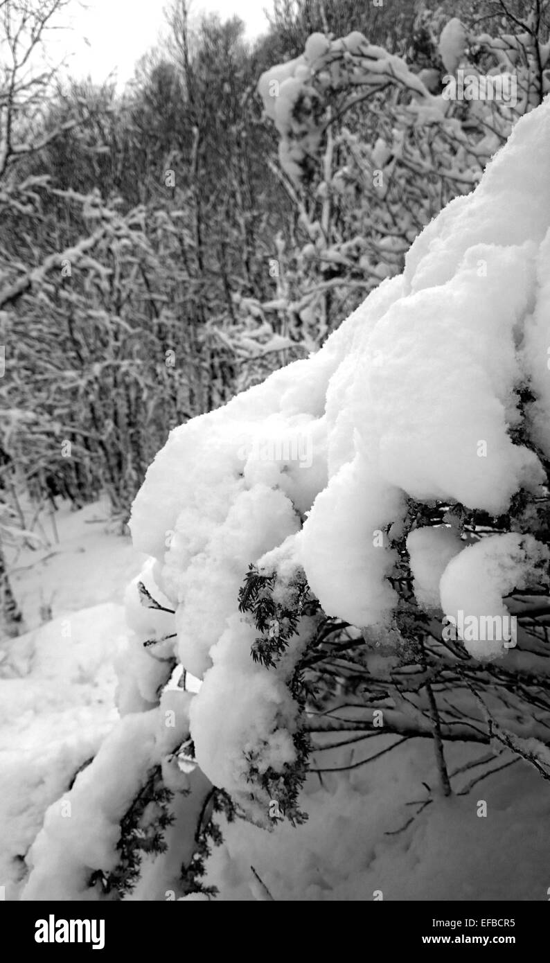 Bushes in the forest Black and White Stock Photos & Images - Alamy