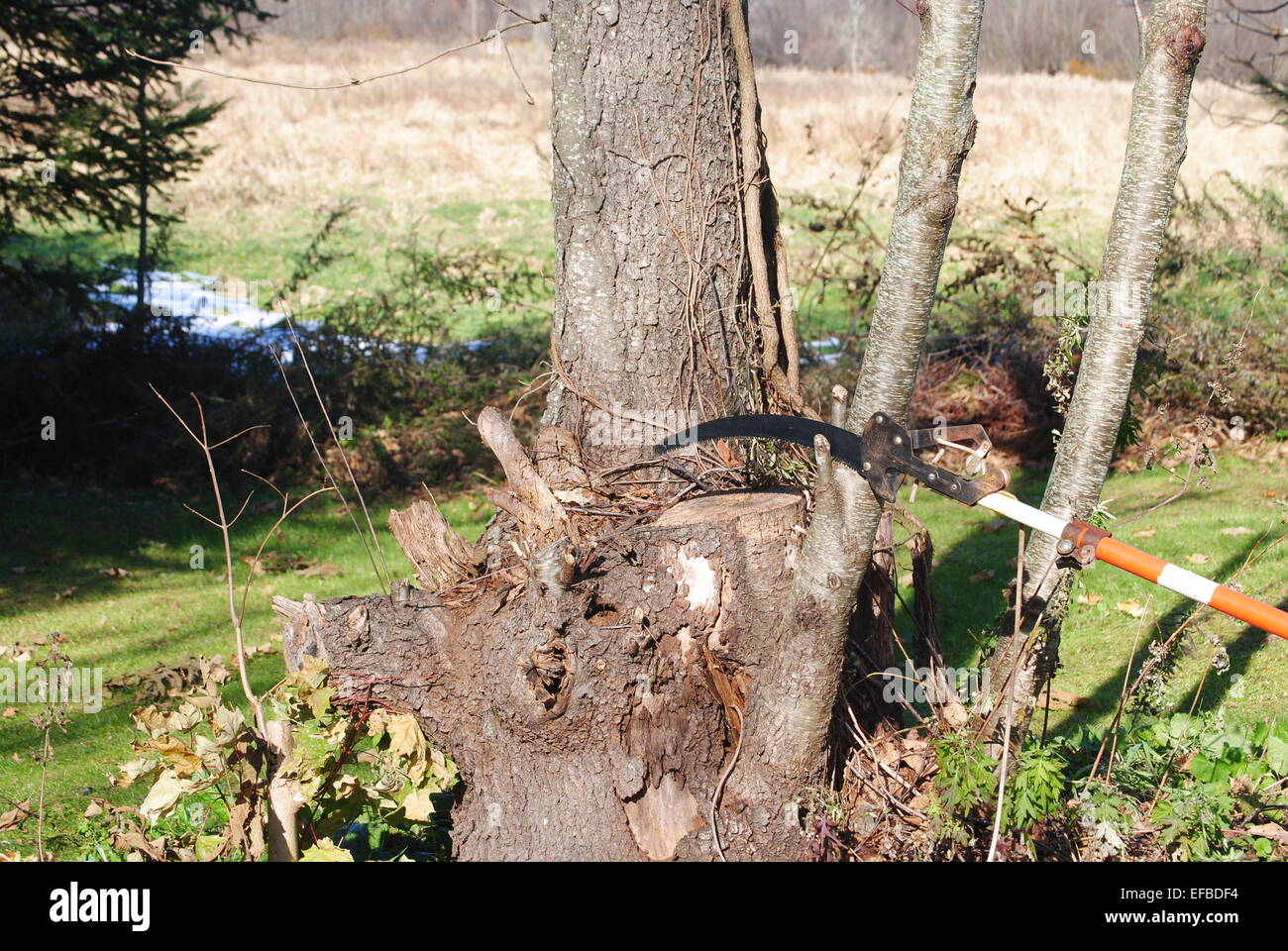 Saw a tree hi-res stock photography and images - Alamy