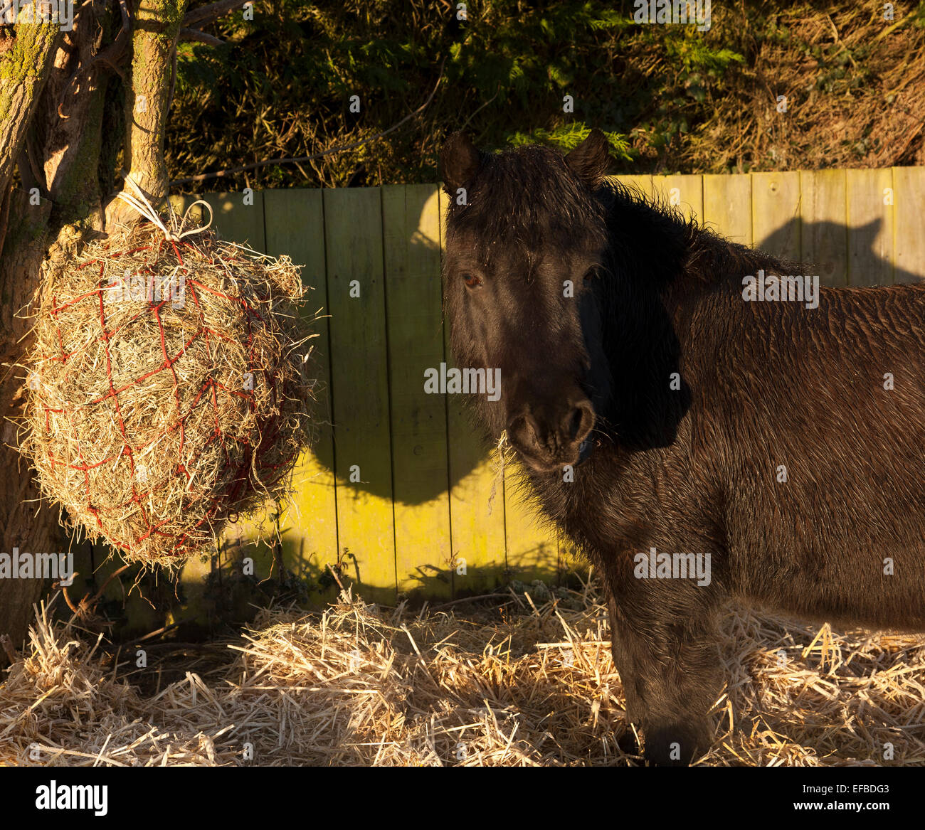Horse eating hay uk hi-res stock photography and images - Alamy
