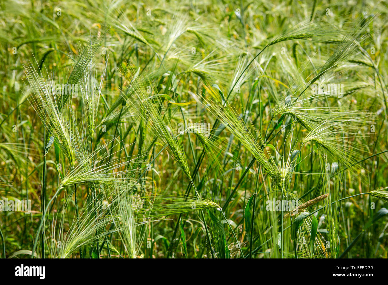 Close up green ears in hi-res stock photography and images - Alamy