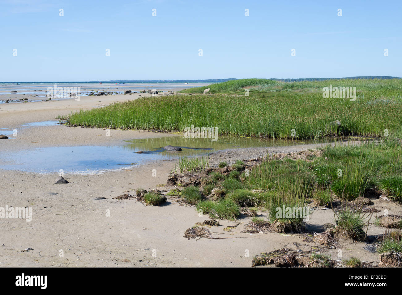 Muddy beach hi-res stock photography and images - Alamy