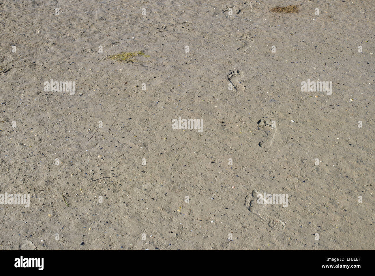 Footsteps In Mud High Resolution Stock Photography and Images - Alamy