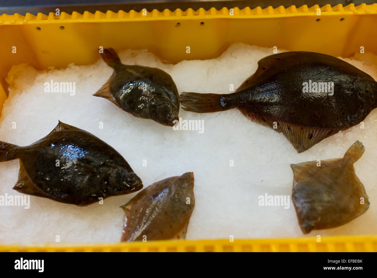 Yellow flatfish hi-res stock photography and images - Alamy