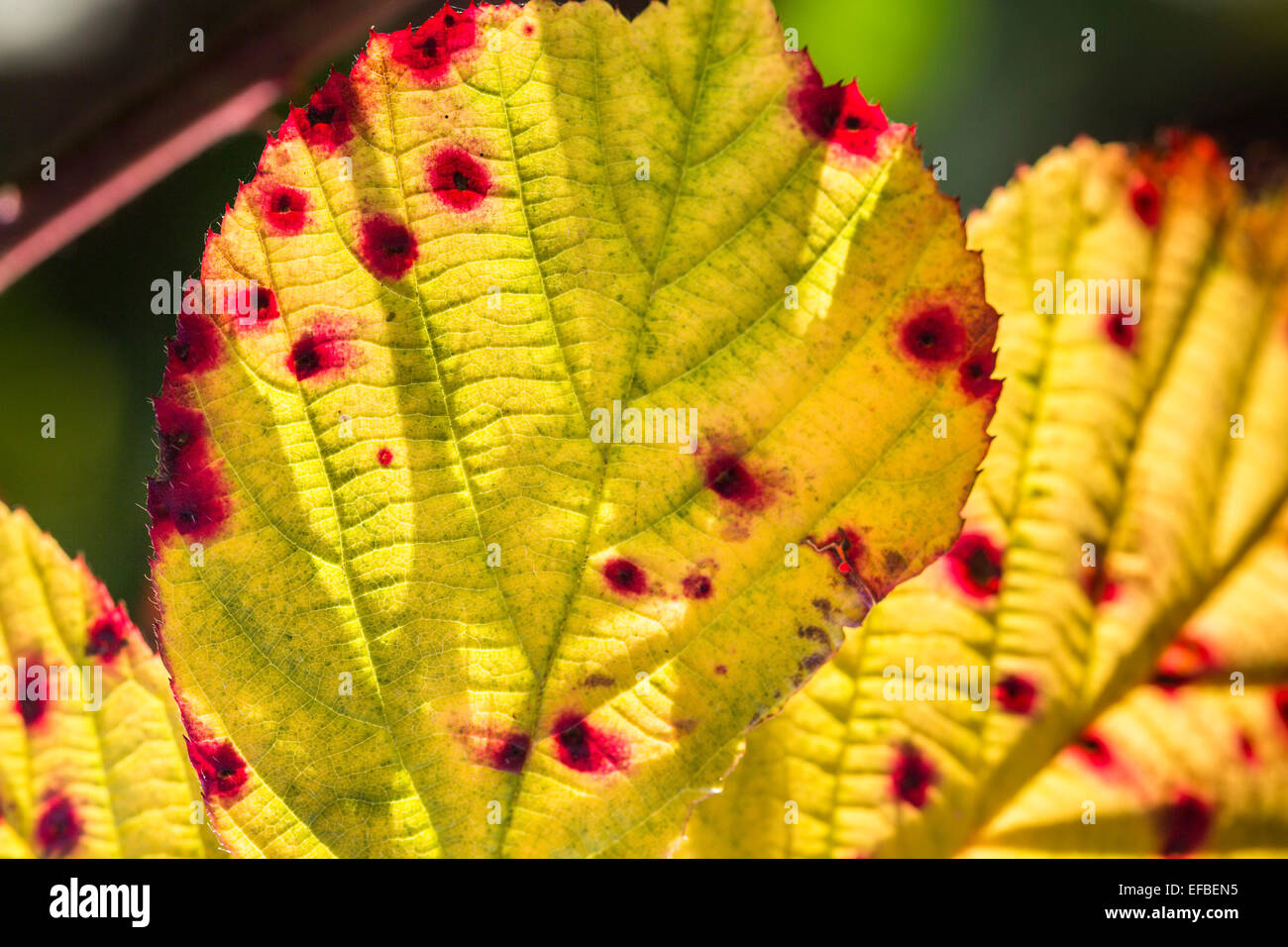Red Spot on Autumn Leaves Stock Photo - Alamy