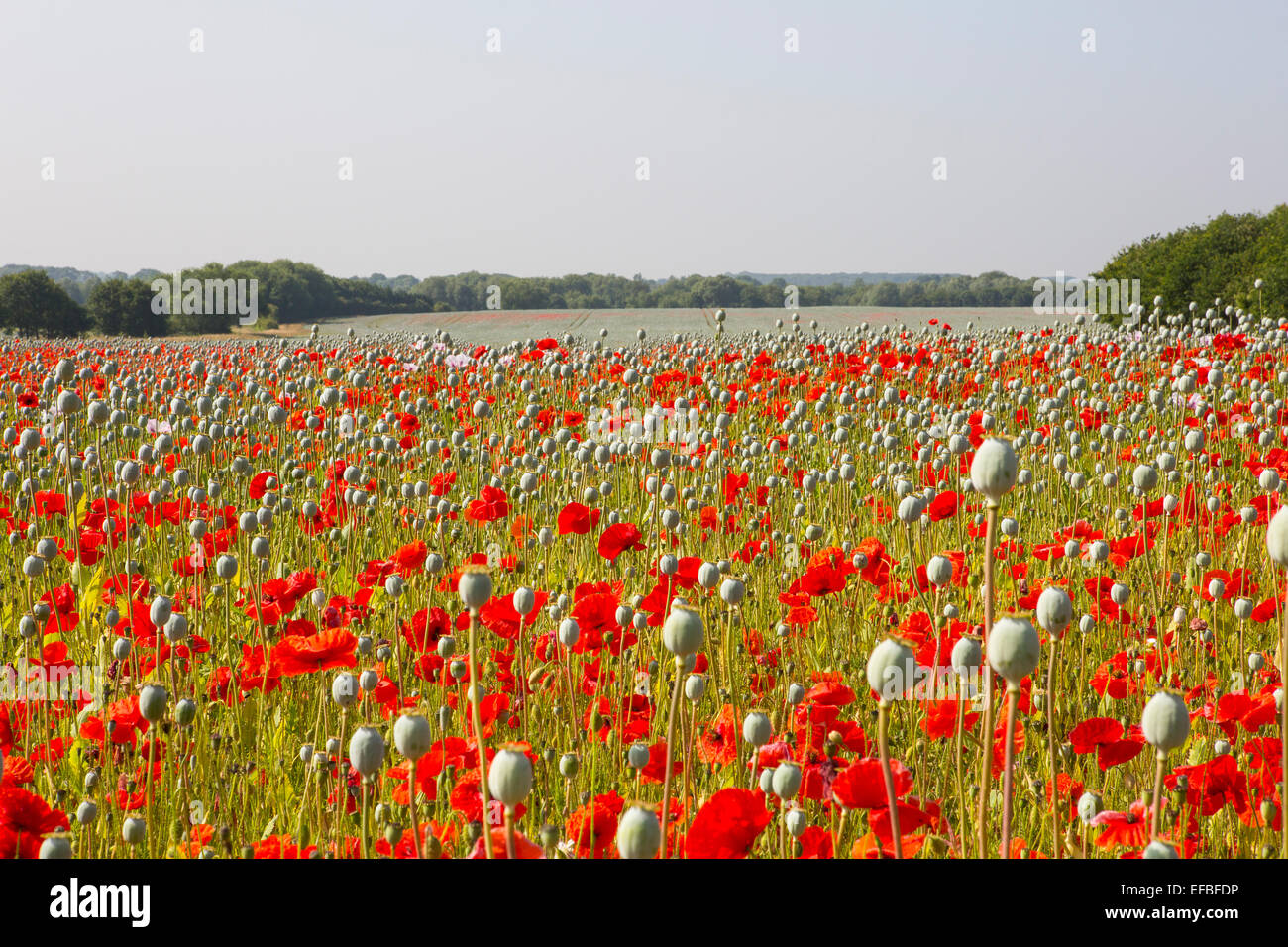 Poppy seed heads field uk hi-res stock photography and images - Alamy