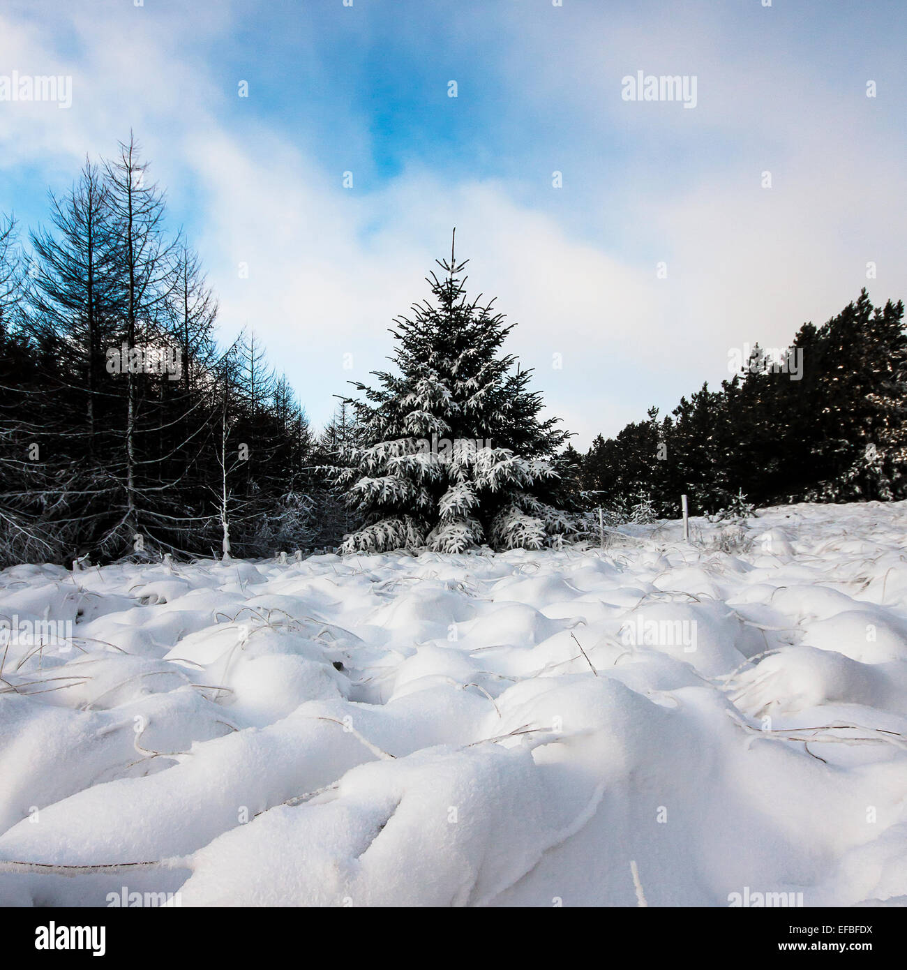 England pine tree woods hi-res stock photography and images - Alamy