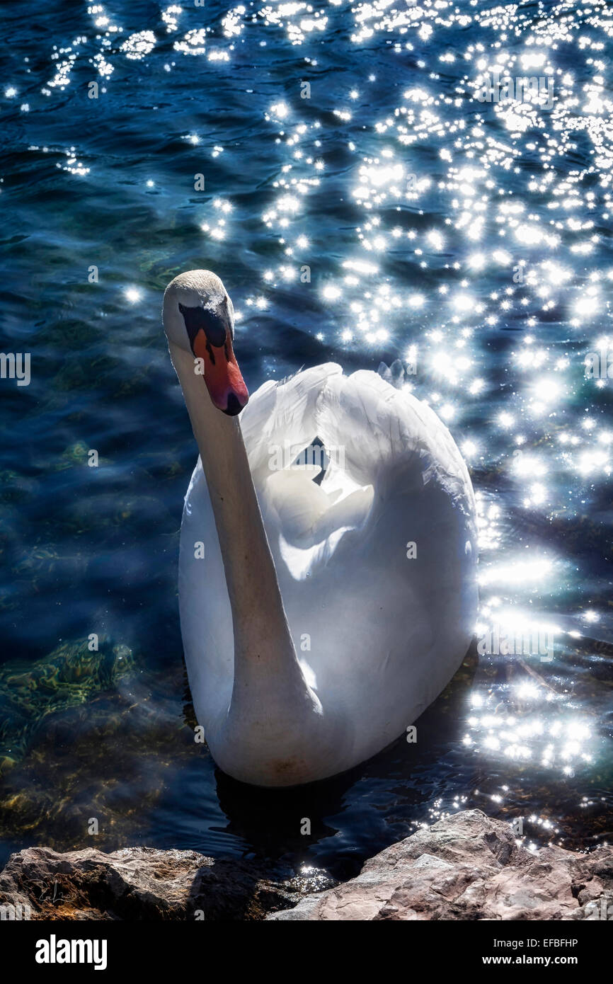 Magic Bird High Resolution Stock Photography and Images - Alamy