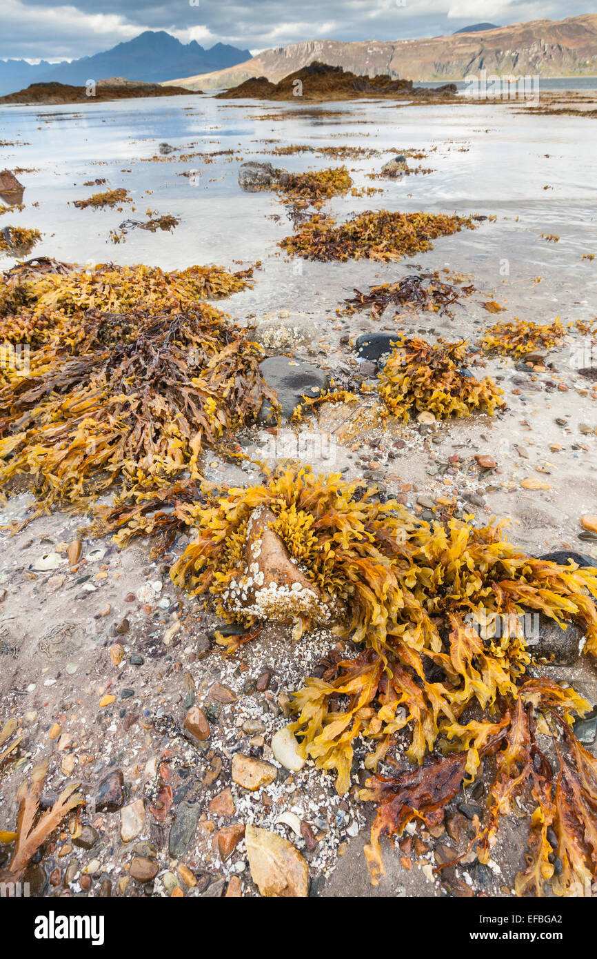 Beach & seaweed at Ord on the Isle of Skye in Scotland Stock Photo - Alamy